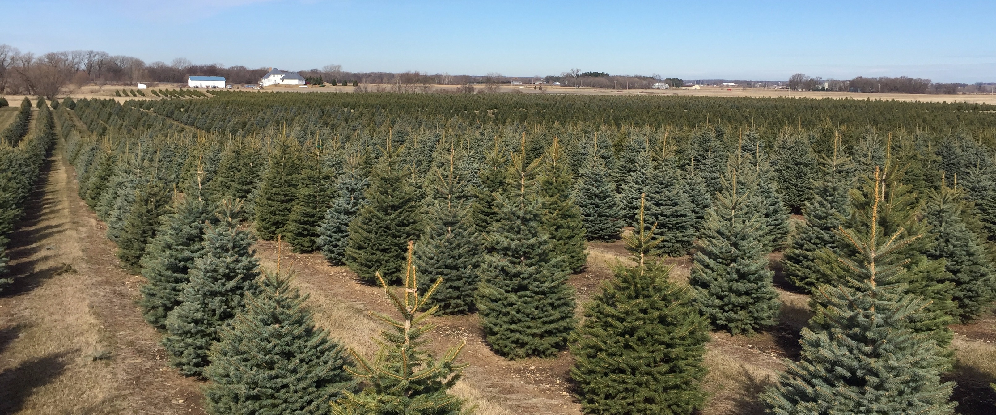 Bridgewater Tree Farms